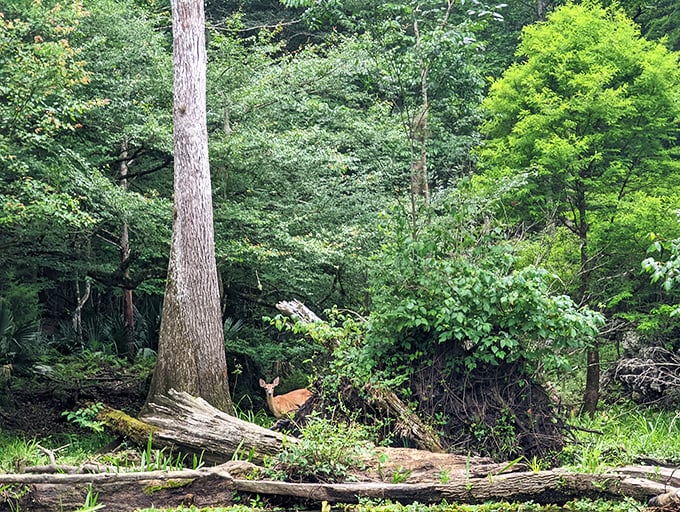 Forest sentinel: This deer paused just long enough to make you feel like you've stumbled into a Disney movie.