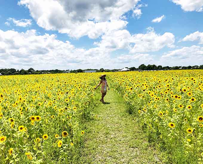 Standing in a sea of yellow that stretches to the horizon, where the only decision is which direction to wander next and how many photos is too many.