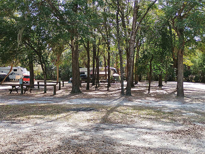 Campsites nestled among towering trees offer overnight adventurers the chance to sleep where prehistoric creatures once roamed.