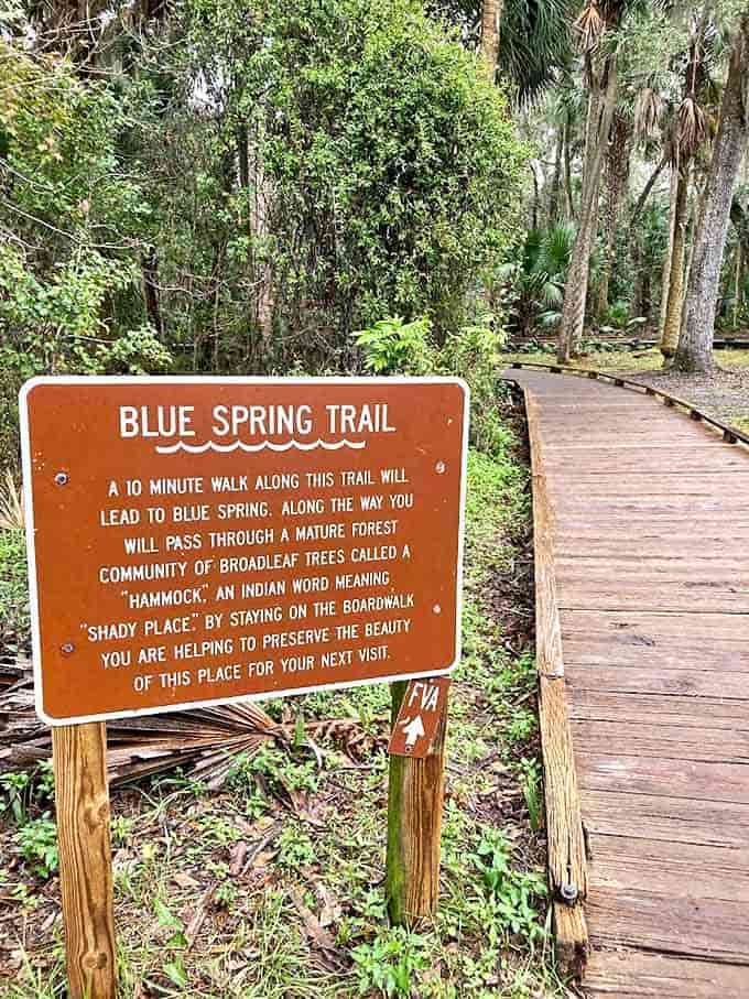 Blue Spring Trail: A wooden boardwalk invites exploration through "hammocks" of broadleaf trees &ndash; Florida's version of an enchanted forest.