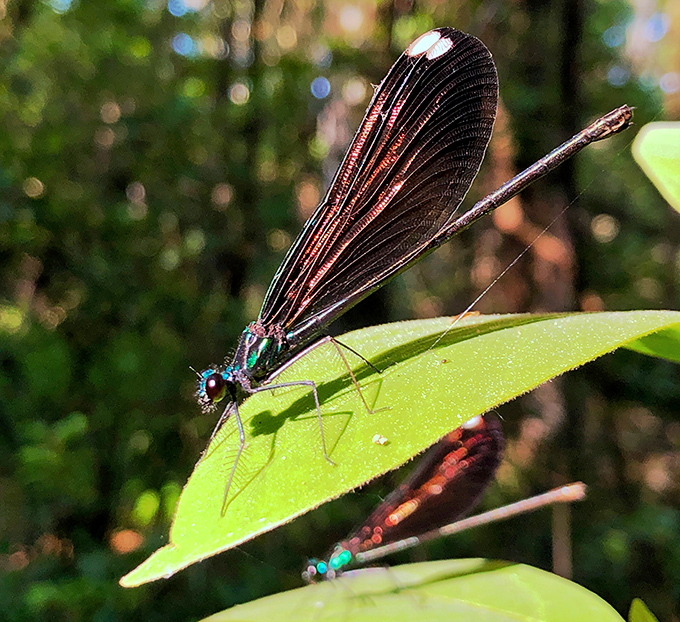 This damselfly pauses just long enough for its close-up, iridescent wings catching sunlight like nature's own stained glass.