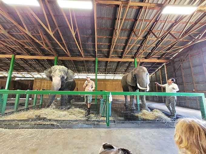 Interactive sessions allow visitors to learn about individual elephants' backgrounds and personalities, transforming these magnificent animals from generic wildlife into known friends with stories.