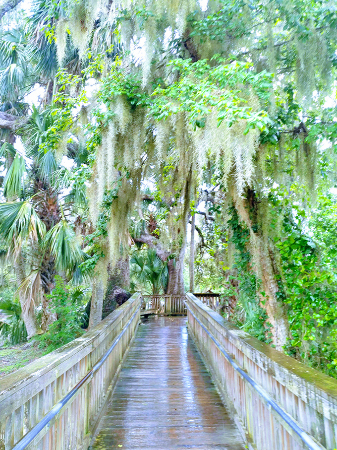 Mossy Tree Boardwalk: Nature's cathedral ceiling hovers above, where Spanish moss chandeliers sway in Florida's gentle breeze.