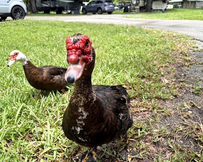 The unofficial welcoming committee &ndash; nature's reminder that not everything in Florida needs to be conventionally attractive.