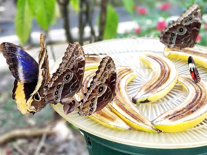 Multiple butterflies dining together on fruit slices is basically nature's version of brunch with the girls.