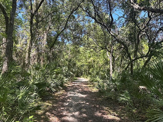 The trail tunnels through vegetation that creates natural shade, making summer walks more pleasant than you'd expect in Florida.