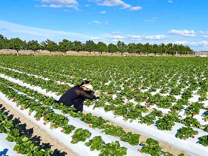 Strawberry picking requires some bending and searching, but the reward is fruit so fresh it practically introduces itself before you eat it.