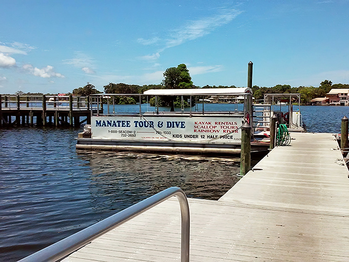 All aboard for nature's greatest show! These boat tours bring you face-to-whisker with Florida's most beloved underwater residents.