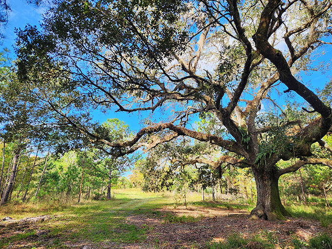 Little Big Econ State Forest: where the name is long but the memories last even longer.