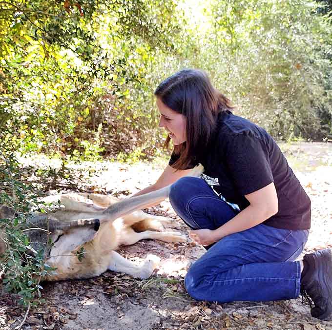 Decades of dedication have created a place where wolves can safely interact with humans while maintaining their dignity and wildness.