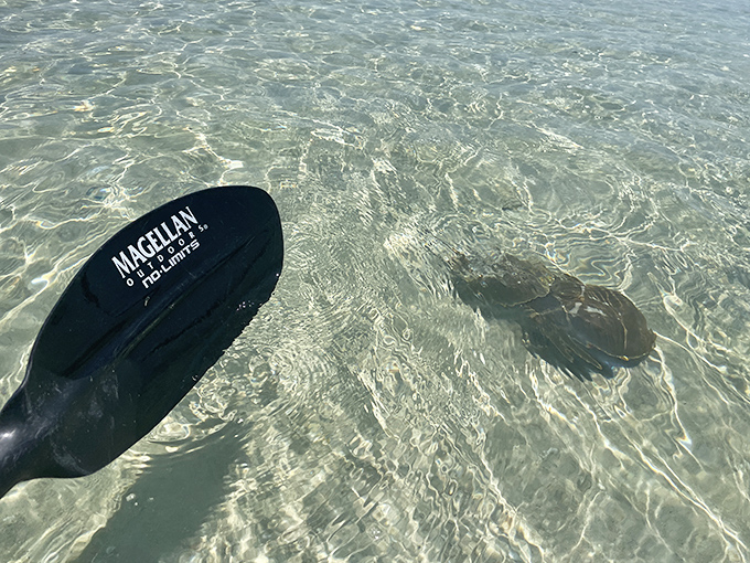 Aquatic detective work: That paddle isn't just for propulsion &ndash; it's a pointer for spotting rays, turtles and other underwater celebrities.
