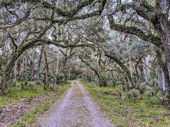 Ancient oaks create a natural archway, as if the forest itself is saying "Welcome home" to weary urban souls.