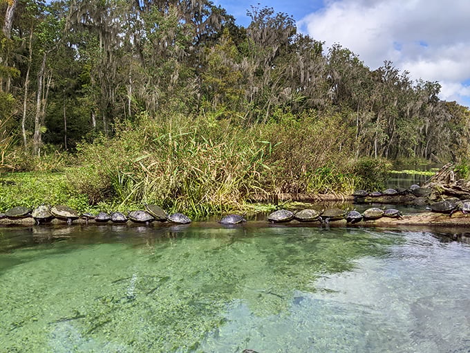 Turtle convention: Nature's most patient creatures lined up like they're waiting for the photographer to say "cheese."