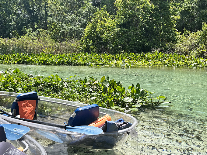 Floating gardens: Water hyacinths create nature's own lily pads, decorating the spring's surface like emerald confetti.