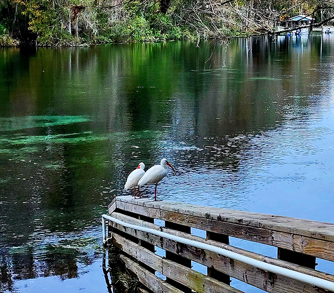 White ibis birds holding an important waterside meeting. Probably discussing how lucky they are to call this paradise home.