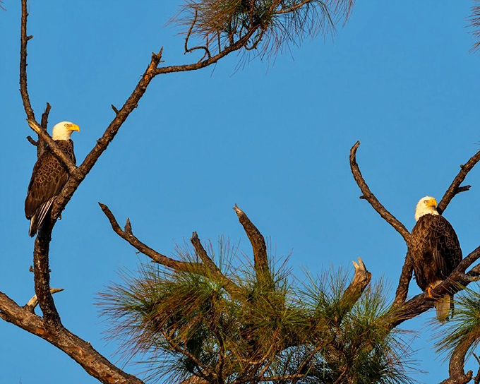 Bald eagles survey their domain with regal indifference &ndash; national symbols who couldn't care less about your social media status.