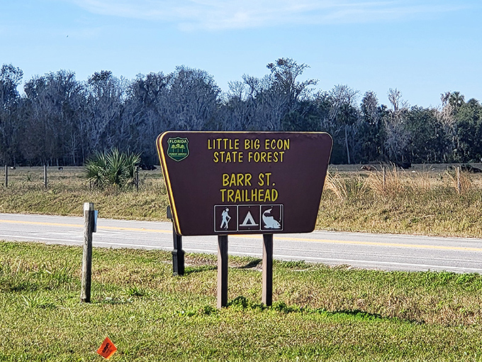Wetlands painted in nature's favorite shade of green-gold &ndash; Florida's version of an impressionist masterpiece, minus the museum admission fee.