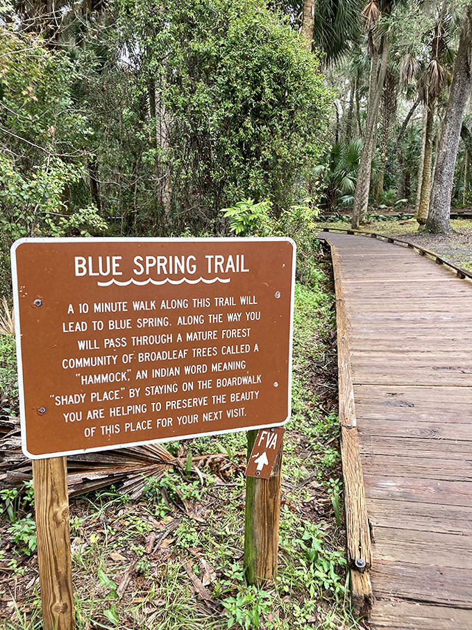 Blue Spring Trail Sign: This humble signpost marks the beginning of extraordinary adventures, promising hammock shade and spring wonders ahead.