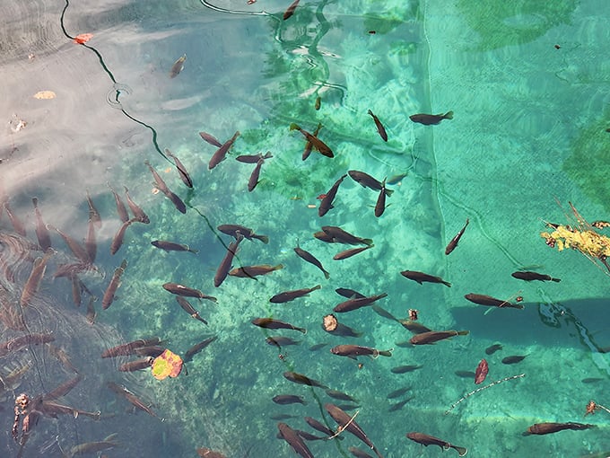 Schools of fish navigate their blue domain with practiced indifference to human visitors, creating living murals against the crystal-clear waters.