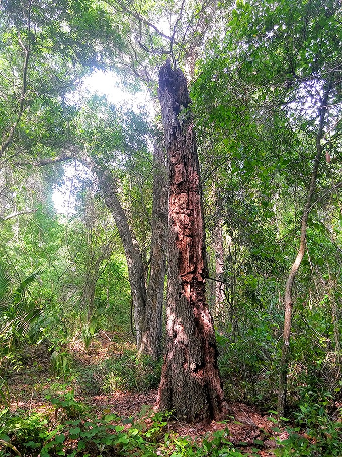 Ancient trees stand sentinel in the preserve, their bark telling stories of hurricanes weathered and seasons changed long before humans arrived.