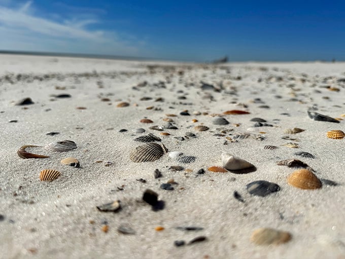 Nature's jewelry box spilled across the sand &ndash; each tiny shell tells a story of life beneath the waves.