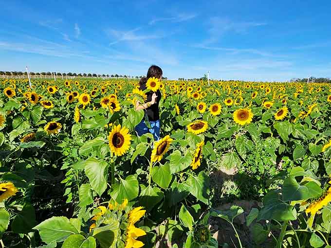 Sunflowers face the sky in unified optimism, like they all got the memo about positive thinking and decided to take it seriously.