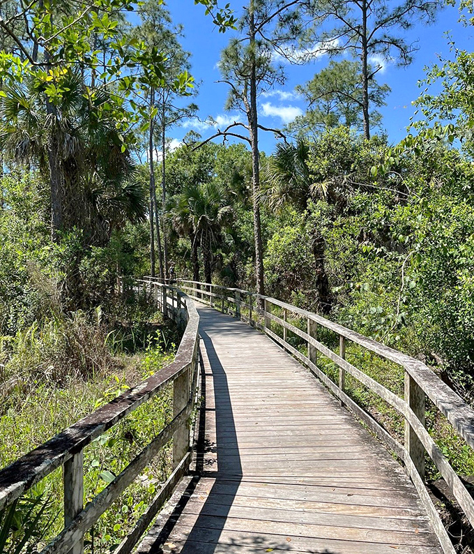 Sunbeams slice through the forest canopy, spotlighting the curved boardwalk like nature's own theater lighting design.
