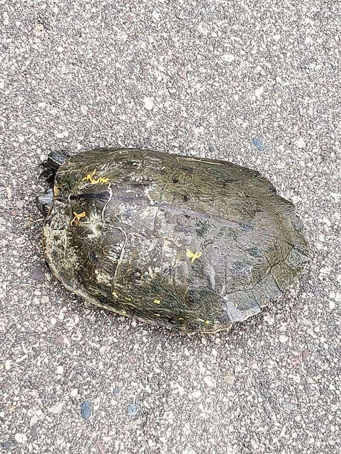 Trail celebrity spotted! This turtle's living proof that slow and steady wins the race, especially when the scenery's this good anyway.