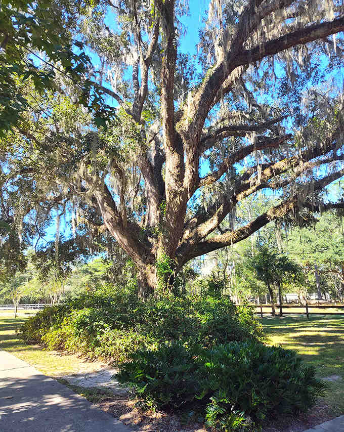 This majestic oak, draped in Spanish moss, has likely witnessed centuries of visitors marveling at the nearby falls.