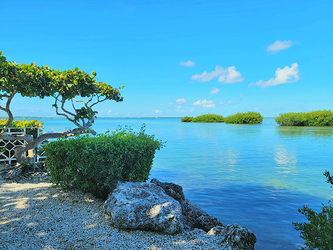 Tavernier's shoreline offers moments of tranquility where mangroves meet crystal waters, creating nature's perfect meditation spot.