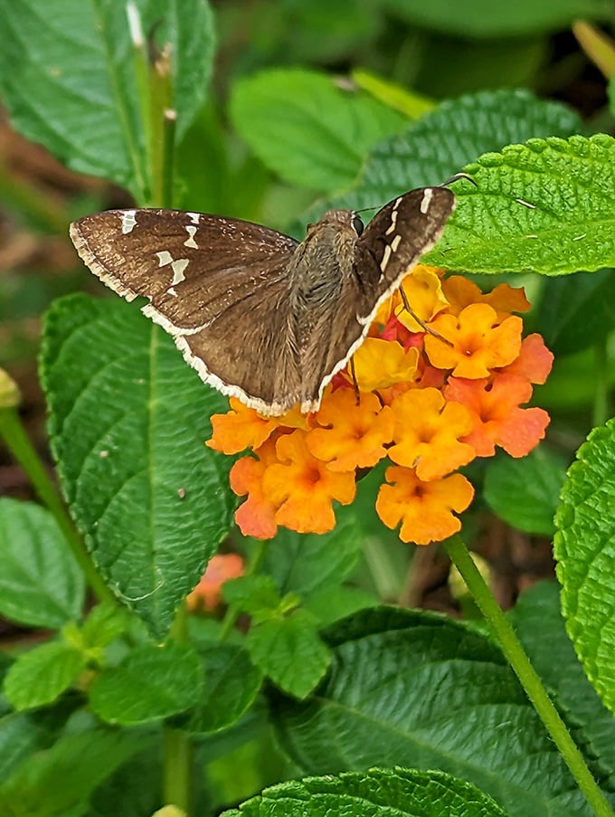 A butterfly sommelier sampling the finest nectar vintage&mdash;lantana orange '23, an excellent year.