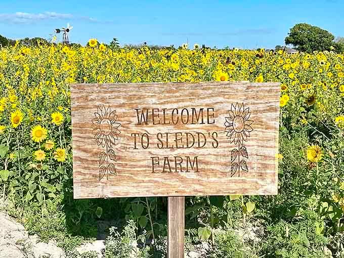The welcome sign that greets visitors at the entrance, promising a day of simple pleasures, golden blooms, and memories that'll last longer than any souvenir.