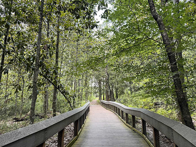A peaceful boardwalk winds through Falling Waters State Park, inviting visitors to explore Florida's surprising woodland terrain.