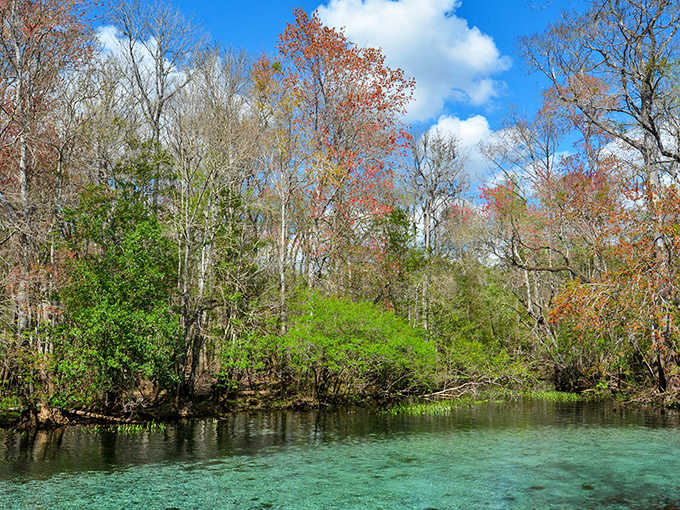 The crystal-clear waters of Gilchrist Blue Springs reveal every detail of the sandy bottom, while surrounding trees create a peaceful natural sanctuary.