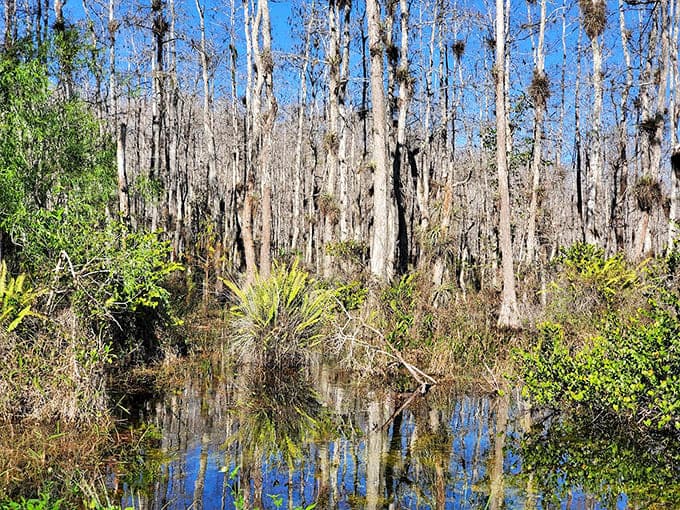 Cypress trees rise from dark water like nature's own skyscrapers, creating a scene that looks prehistoric and peaceful at the same time.