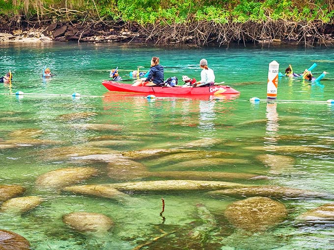 Crystal clear waters reveal a magical underwater world where kayakers glide above gentle manatees. Nature's aquarium at its finest!