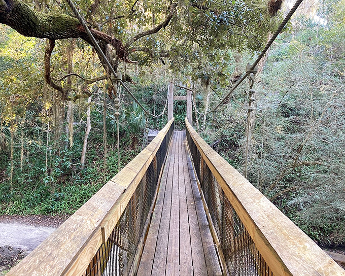 The suspension bridge at Ravine Gardens invites brave explorers into a world of lush greenery and dappled sunlight.