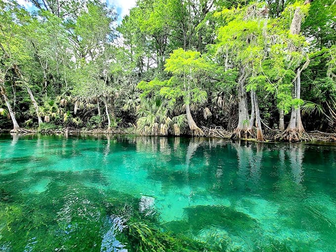 Crystal-clear spring water reveals an underwater world where every fish and plant stands out in perfect detail.