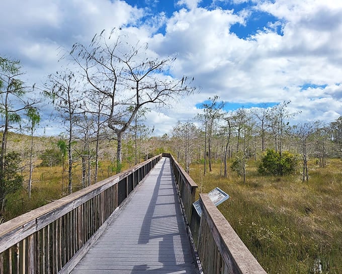 This boardwalk carries you over the swamp without getting your feet wet, letting you explore Big Cypress like you're walking on water.