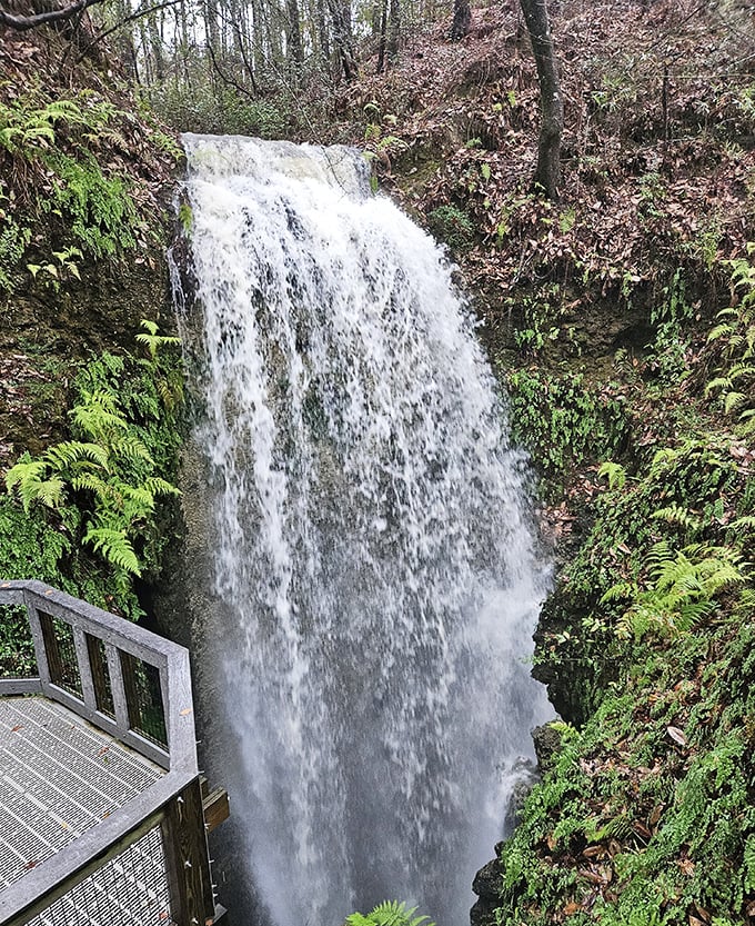 The impressive main waterfall at Falling Waters plunges dramatically over limestone edges, creating a misty spectacle against the forest backdrop.