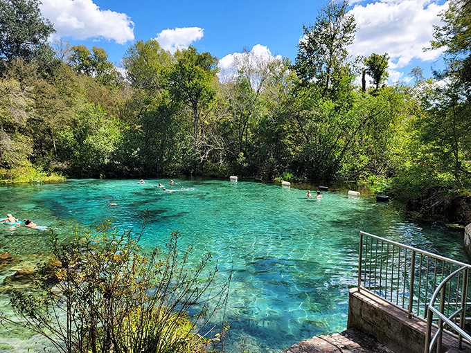 The headspring at Ichetucknee creates a natural swimming pool of impossible clarity. You'll swear someone sneaked blue food coloring into Mother Nature's recipe.