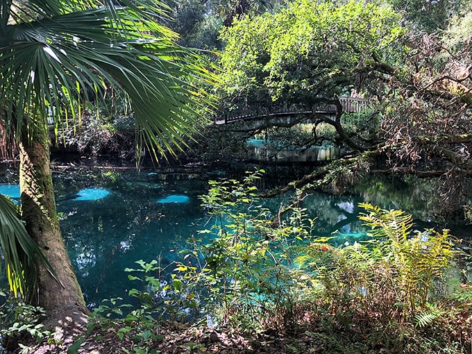 A hidden oasis tucked among palms and cypress trees, this spring in Ocala National Forest offers a glimpse into Florida's pristine underwater world.