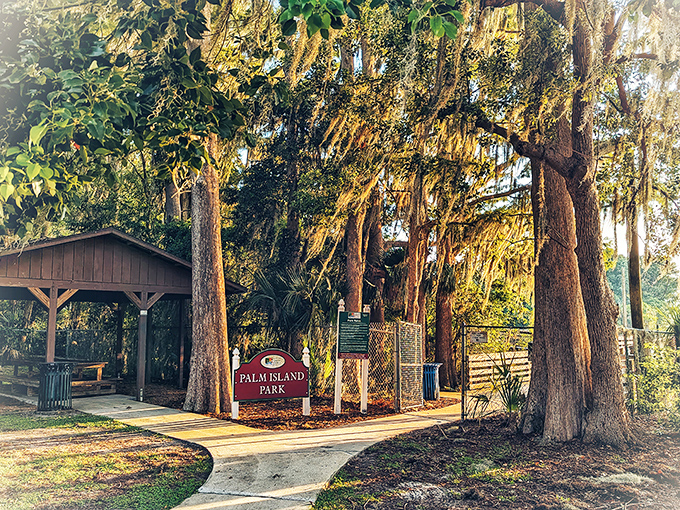 Palm Island Park welcomes visitors with towering trees draped in Spanish moss, nature's own version of a grand entrance canopy.