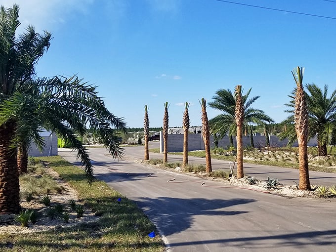 The palm-lined entrance welcomes modern-day pioneers to a world where rustic charm meets resort amenities.