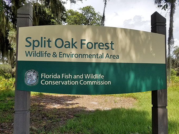 The welcoming entrance sign stands as a portal between ordinary Florida and this extraordinary 2,000-acre wilderness sanctuary managed by wildlife experts.