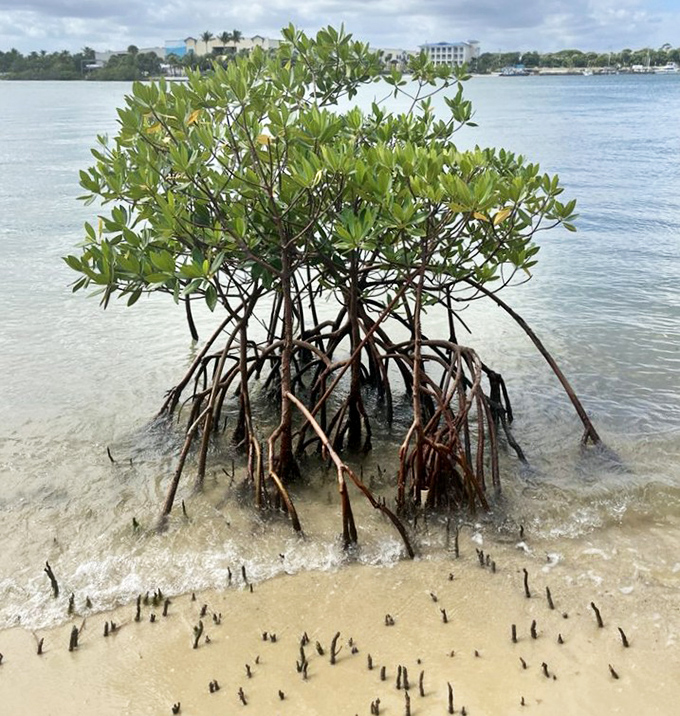 Mangrove roots dance with the tides, creating nature's own architectural marvel while silently protecting the coastline from erosion's relentless advances.