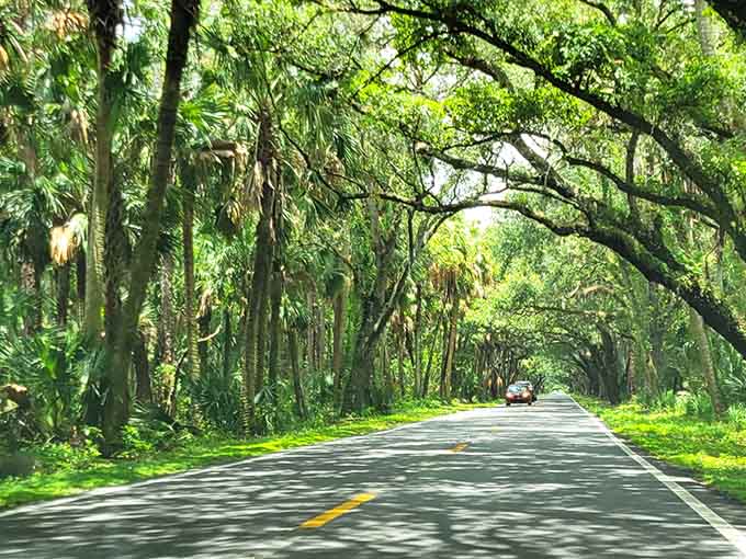 These trees have been perfecting their arch for centuries, making every drive feel like a royal procession through green.