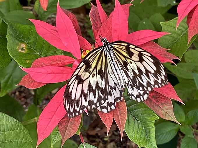 The Paper Kite butterfly looks like someone dipped it in cream and added delicate black brushstrokes, nature's own minimalist artwork.