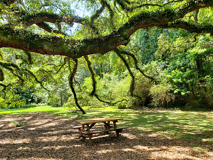 A peaceful picnic spot beneath sprawling oak branches where time slows down and sandwiches somehow taste better than anywhere else.