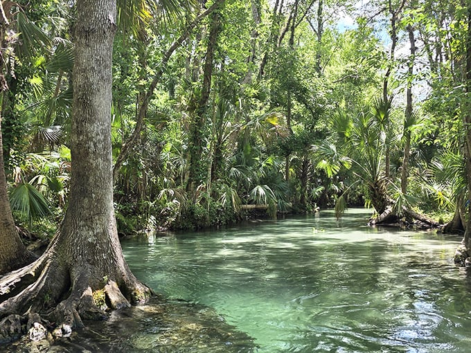 Nature's highway: The river winds through ancient cypress forests, offering a journey more scenic than any interstate could dream of being.